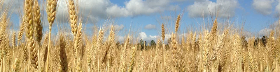 Catalogue | Central Header Parts